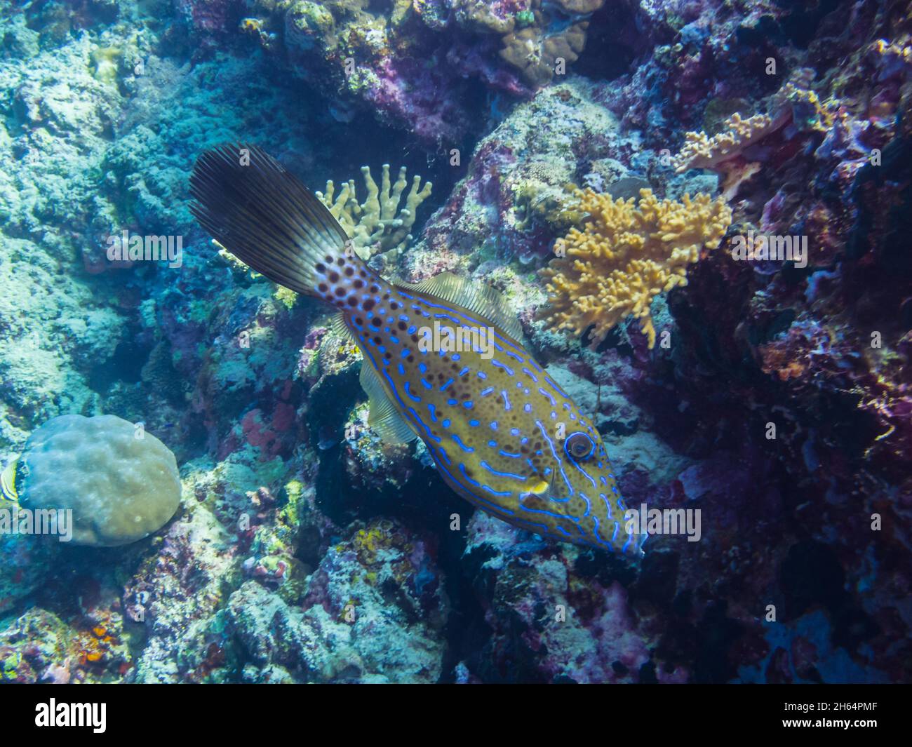 file fish swims in colorful corals Stock Photo - Alamy