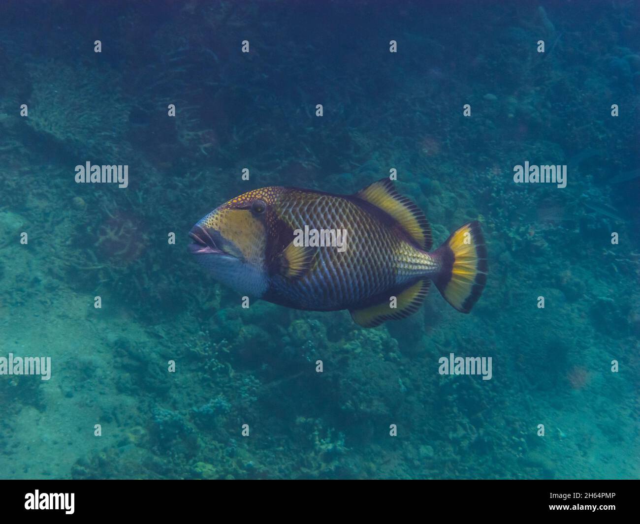 green triggerfish in the sea middle view Stock Photo - Alamy