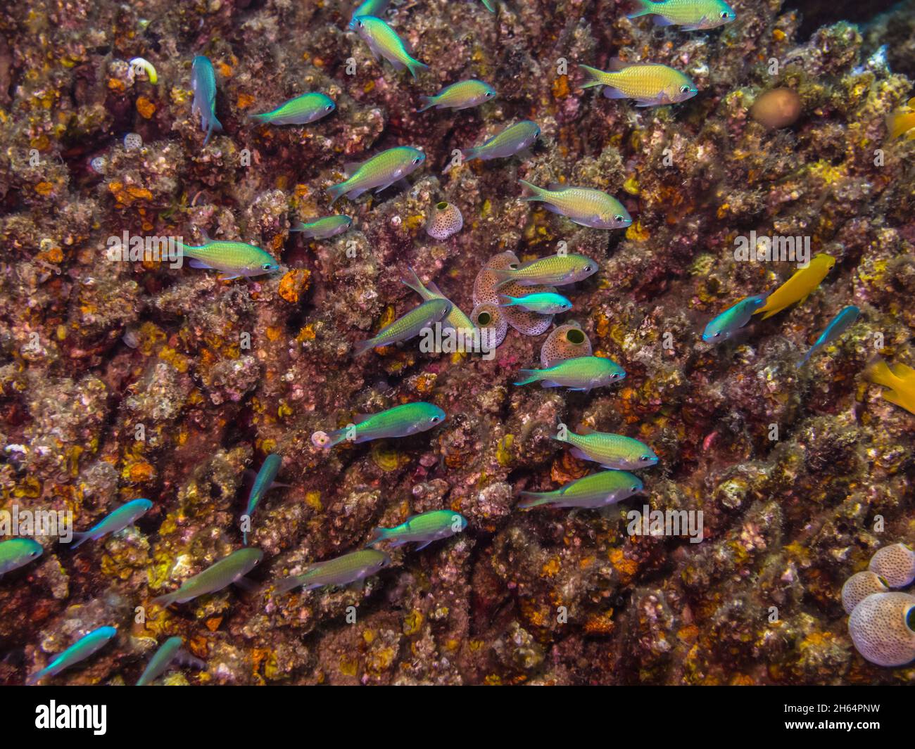 small colorful fish in the sea Stock Photo - Alamy