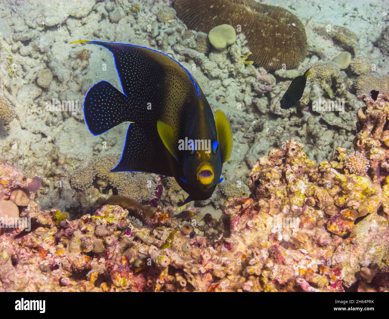 colorful angelfish looking at the camera Stock Photo - Alamy