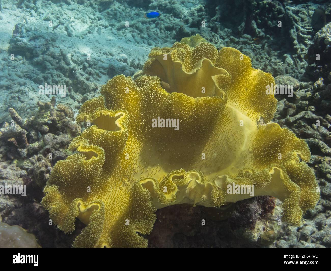 bright yellow coral in the sea Stock Photo - Alamy