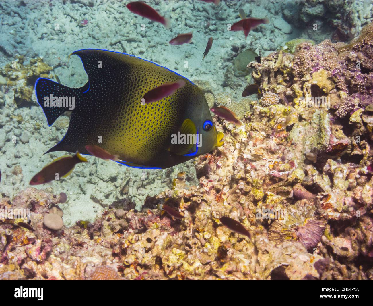 angelfish swims in the clear sea water Stock Photo - Alamy