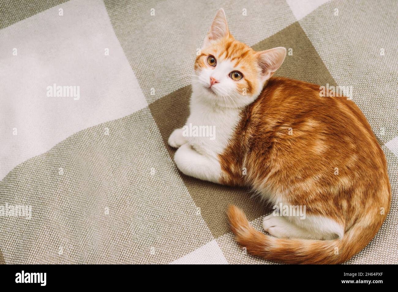Beautiful ginger cat hi-res stock photography and images - Alamy