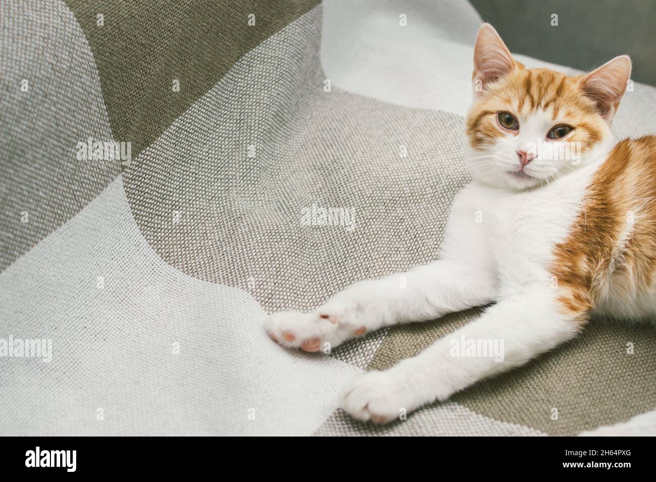 Funny ginger cat hi-res stock photography and images - Alamy