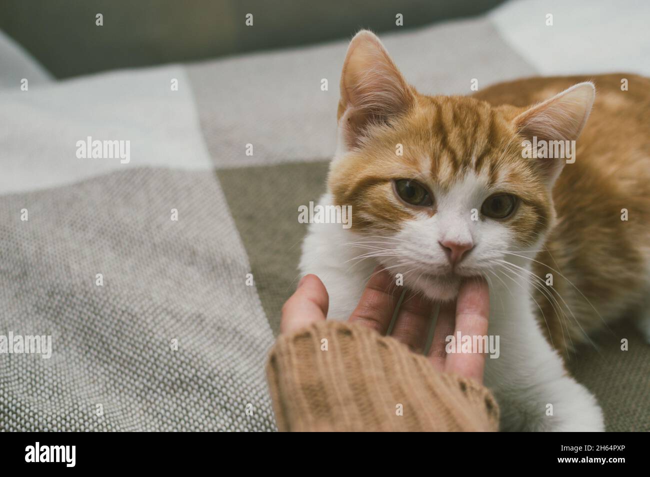 Hand caressing cat one hi-res stock photography and images - Alamy