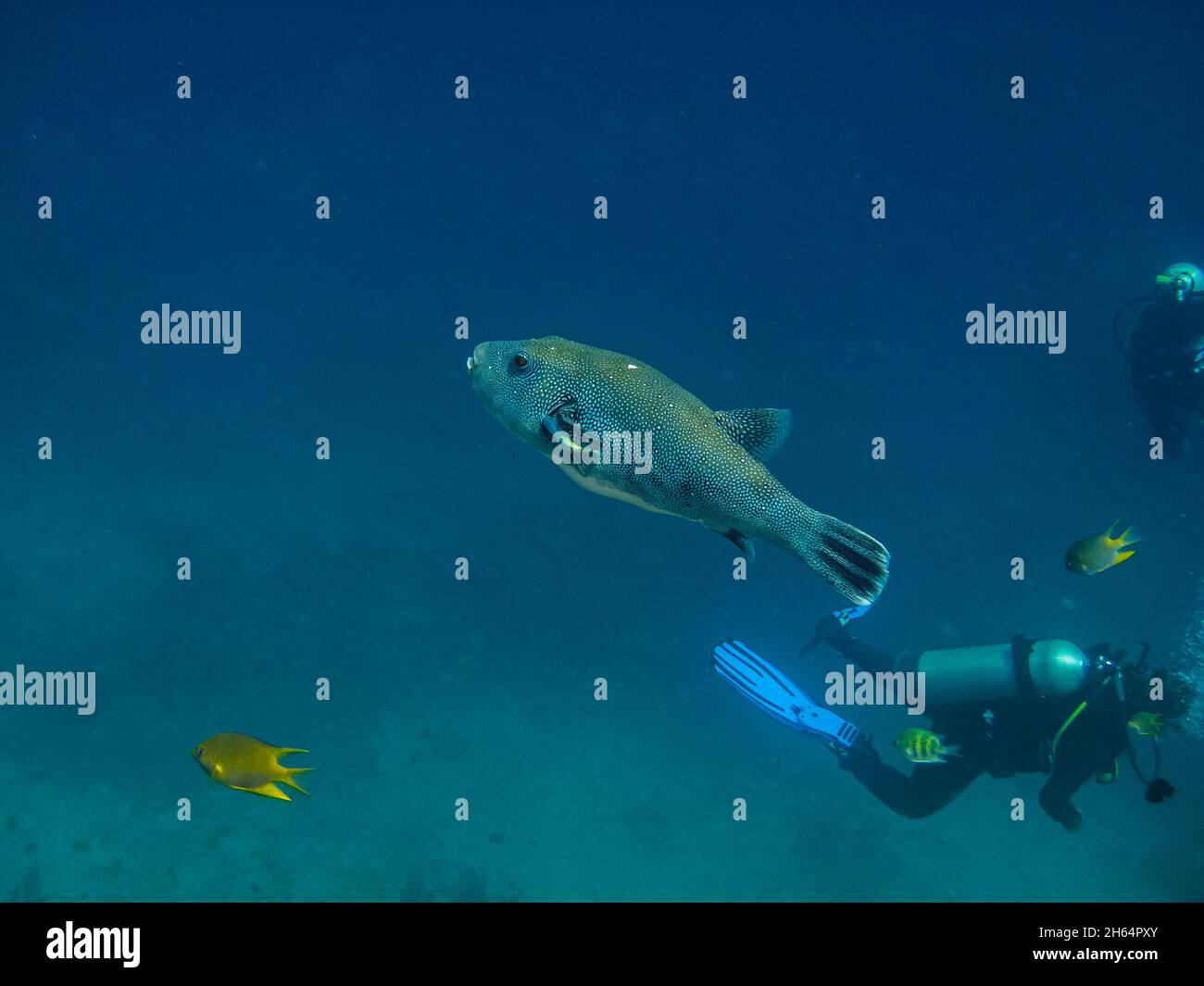 large blowfish and diver the blue sea Stock Photo - Alamy