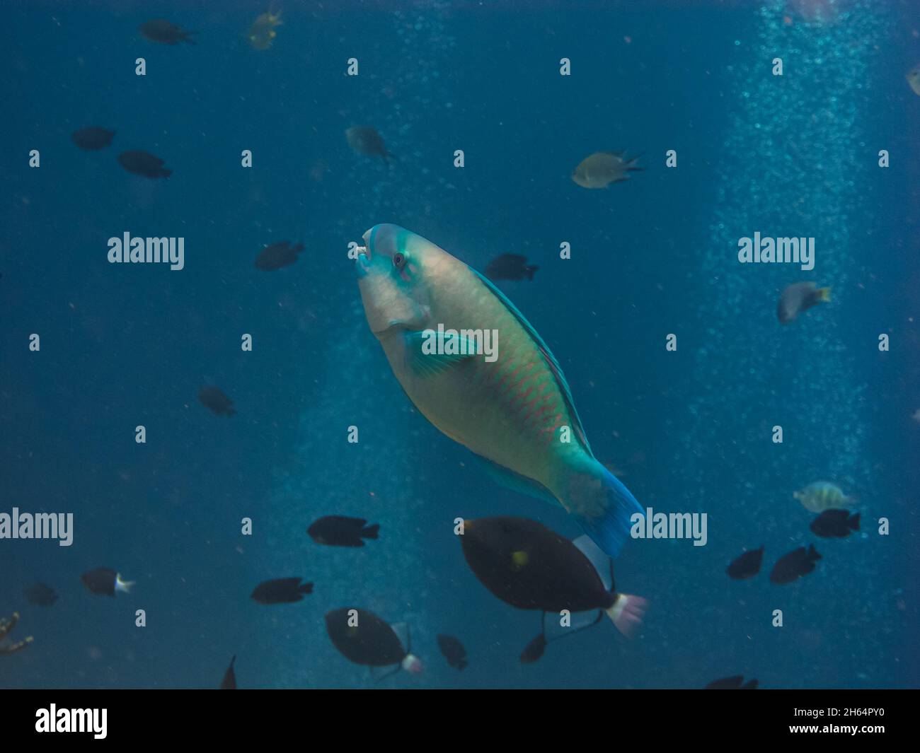 Blue parrot fish hi-res stock photography and images - Alamy