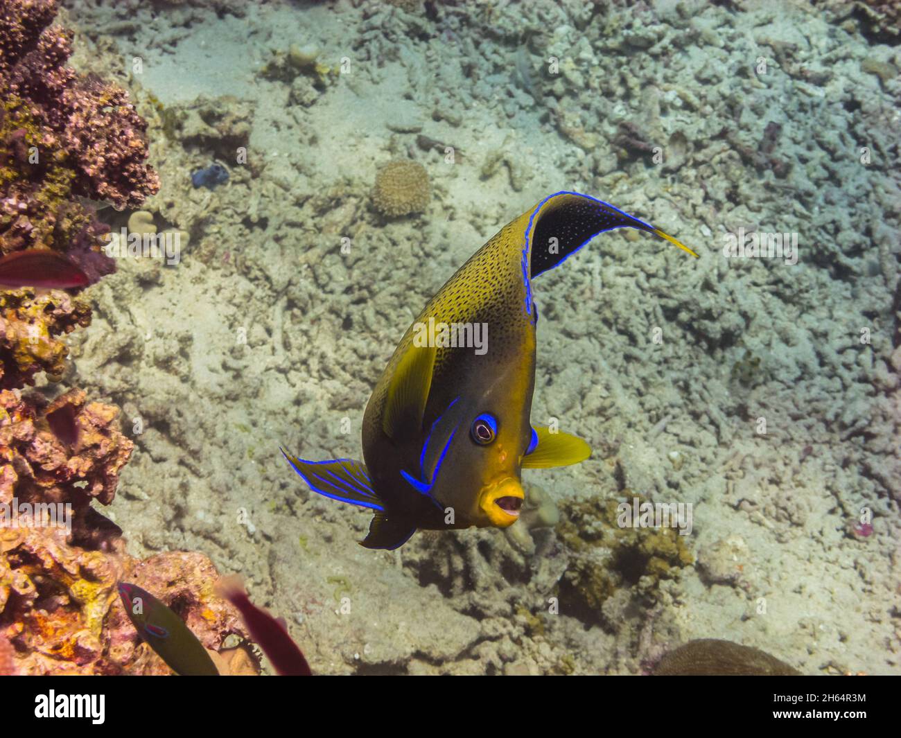 colorful angelfish in the blue sea Stock Photo - Alamy