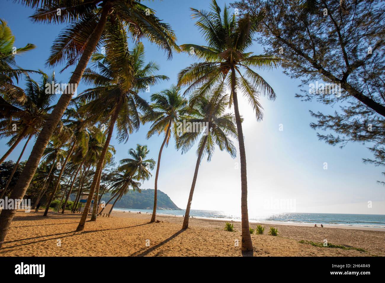 Coconut palms on Goa beach - a paradise view of the south of India (or ...