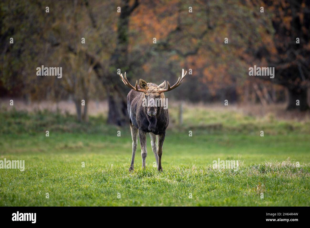 Dobbrikow, Germany. 09th Nov, 2021. A moose stands in a meadow. For ...