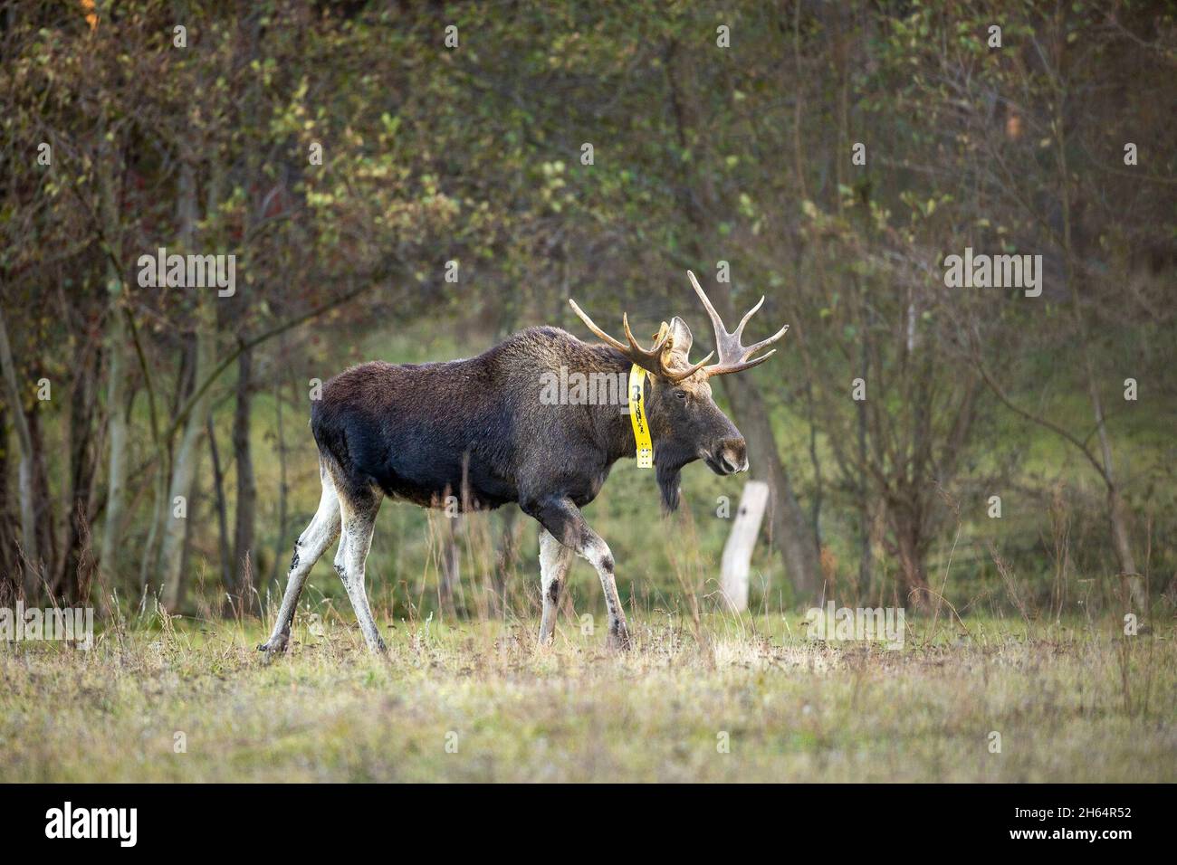 Dobbrikow, Germany. 09th Nov, 2021. A moose stands in a meadow. For ...