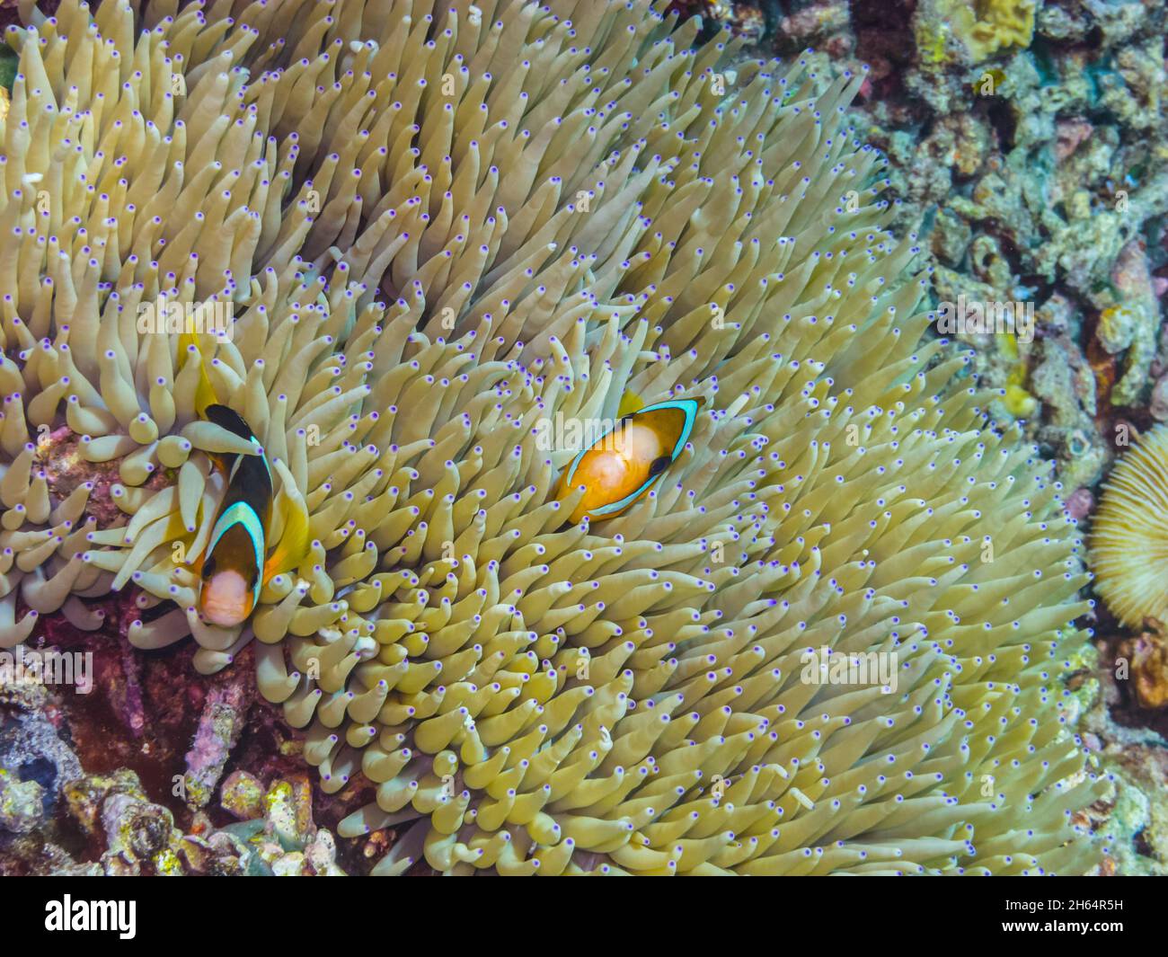 two anemone fishes at coral in the sea Stock Photo - Alamy