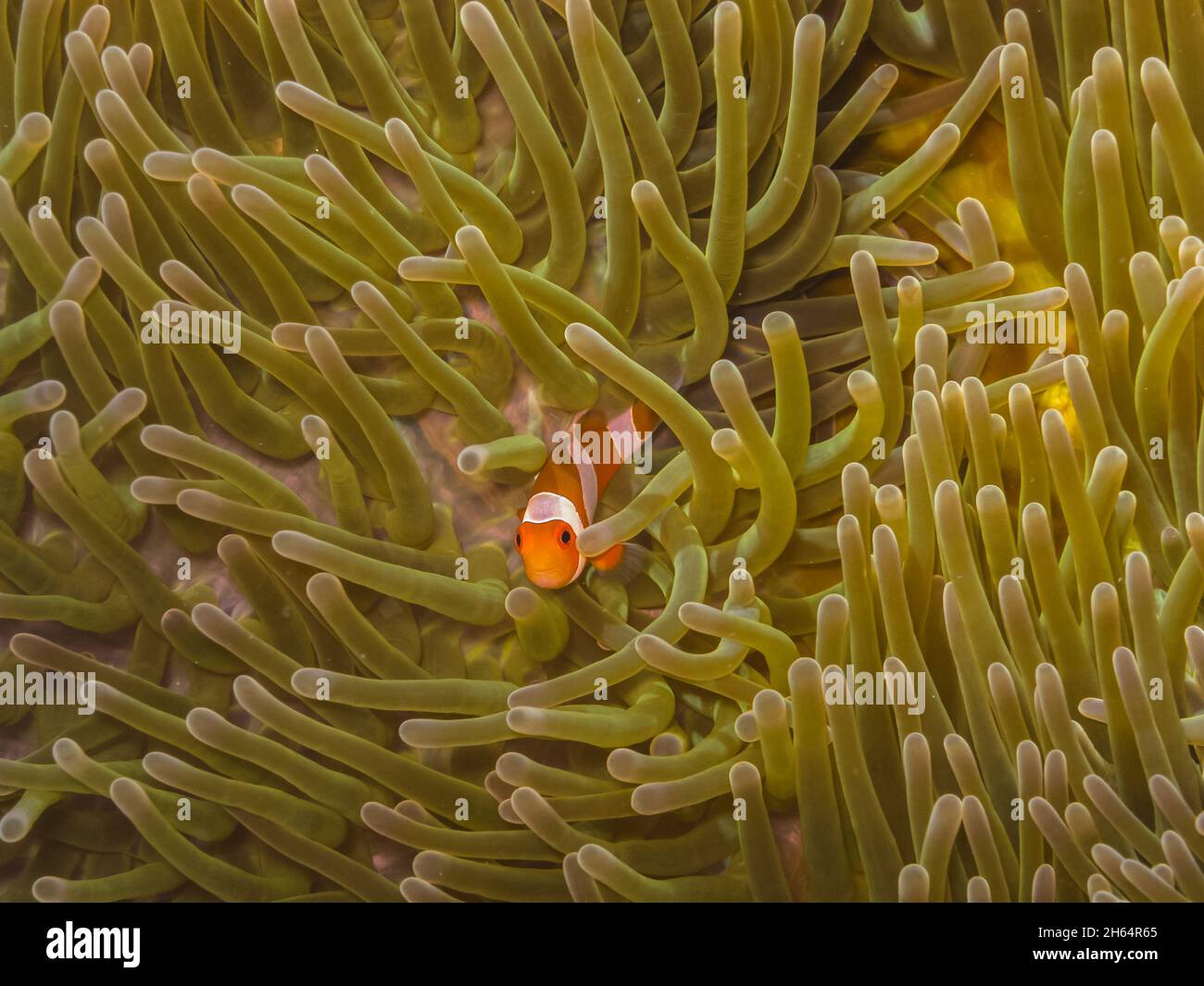 baby anemonefish in the sea Stock Photo - Alamy