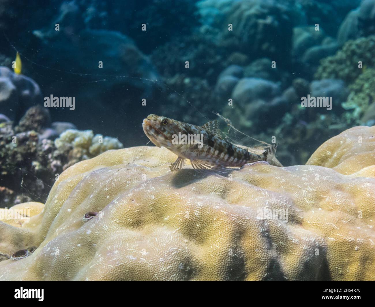 checkerboard goby fish at a large coral Stock Photo - Alamy