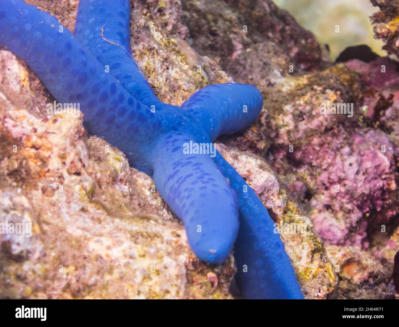 blue starfish macro view Stock Photo - Alamy