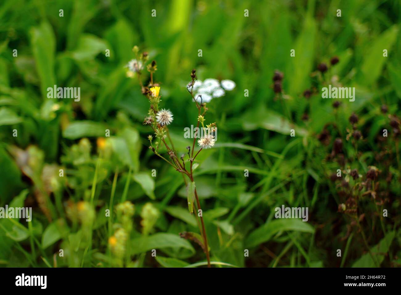 small wild white flowers in the forest, in summer Stock Photo - Alamy