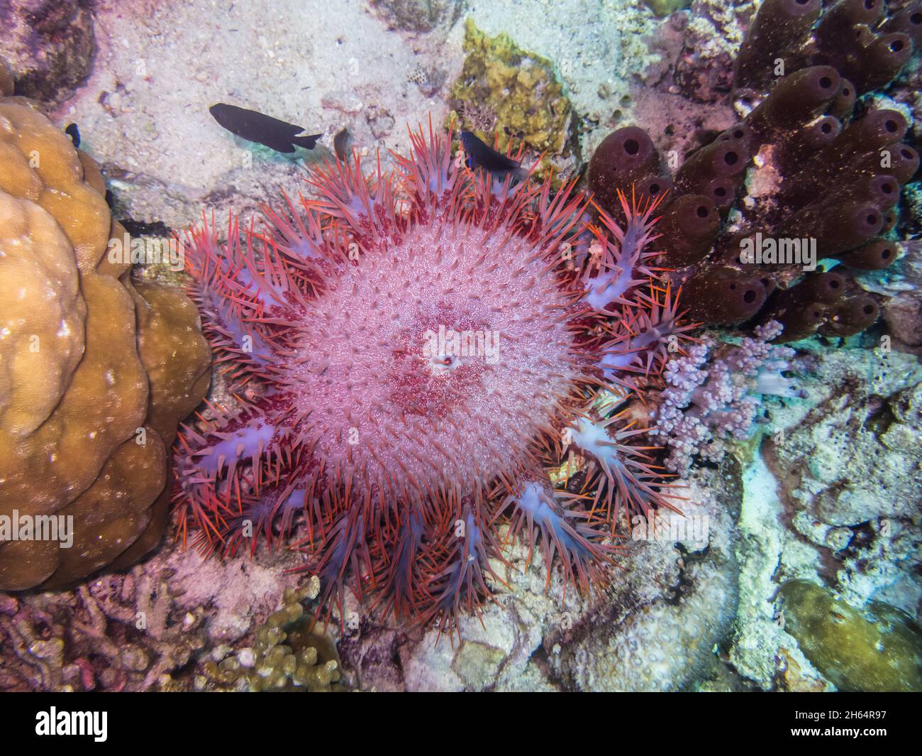 crown-of-thorns starfish view from above Stock Photo - Alamy