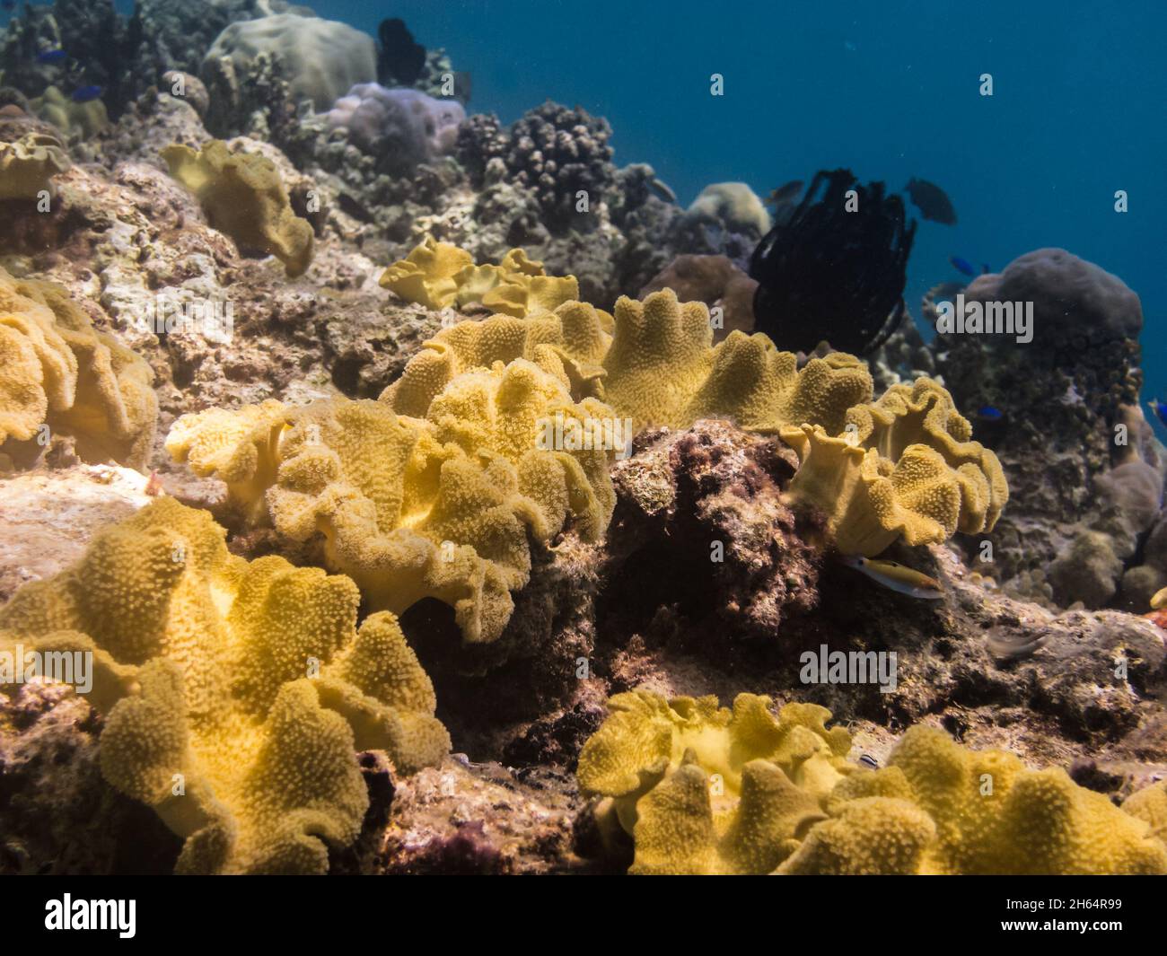Wave coral reef fish hi-res stock photography and images - Alamy