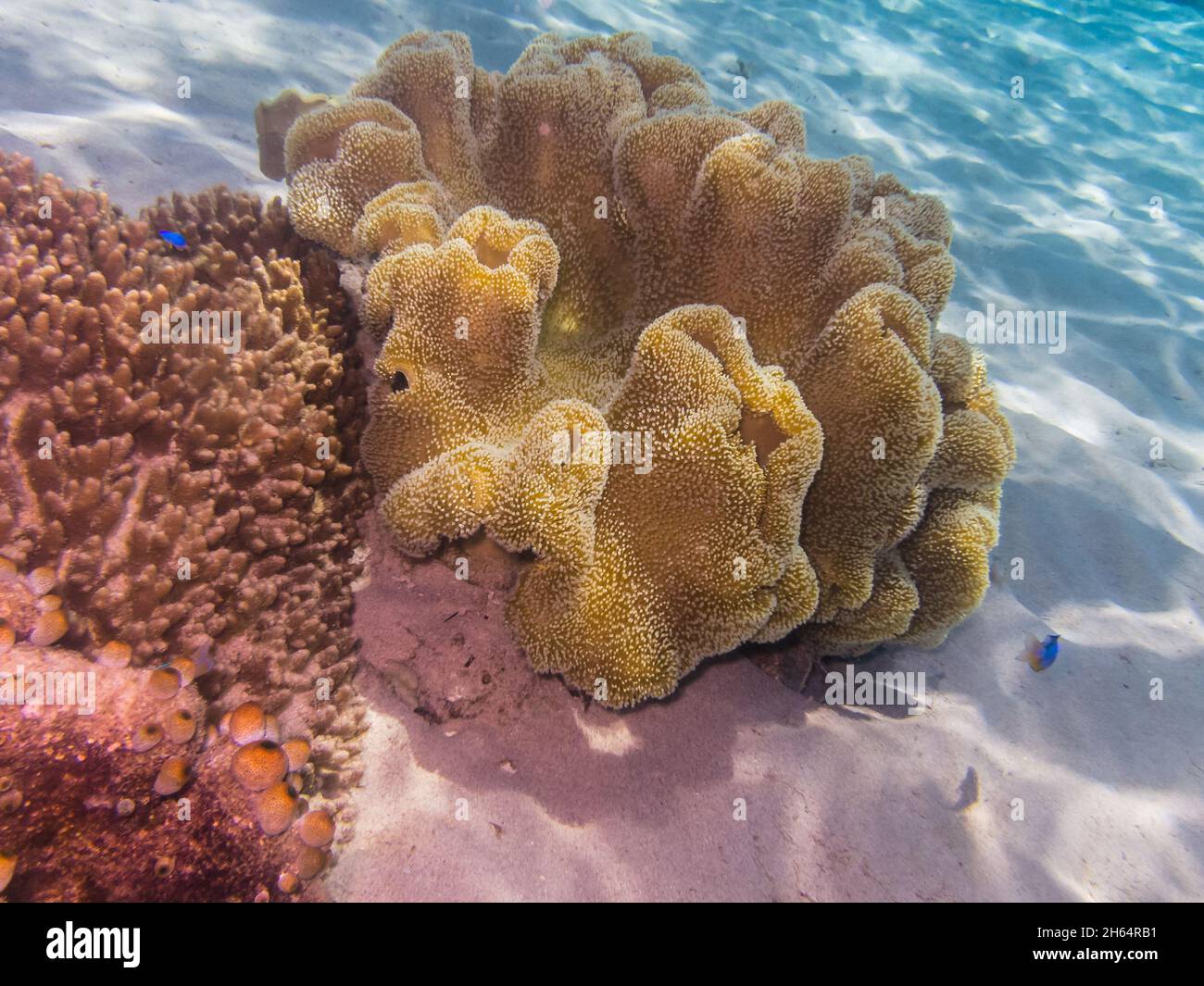 Yellow fish in clear sea hi-res stock photography and images - Alamy