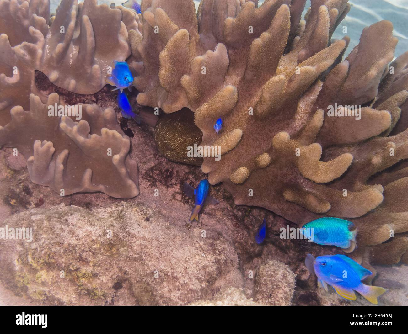 Glowing fish hi-res stock photography and images - Alamy