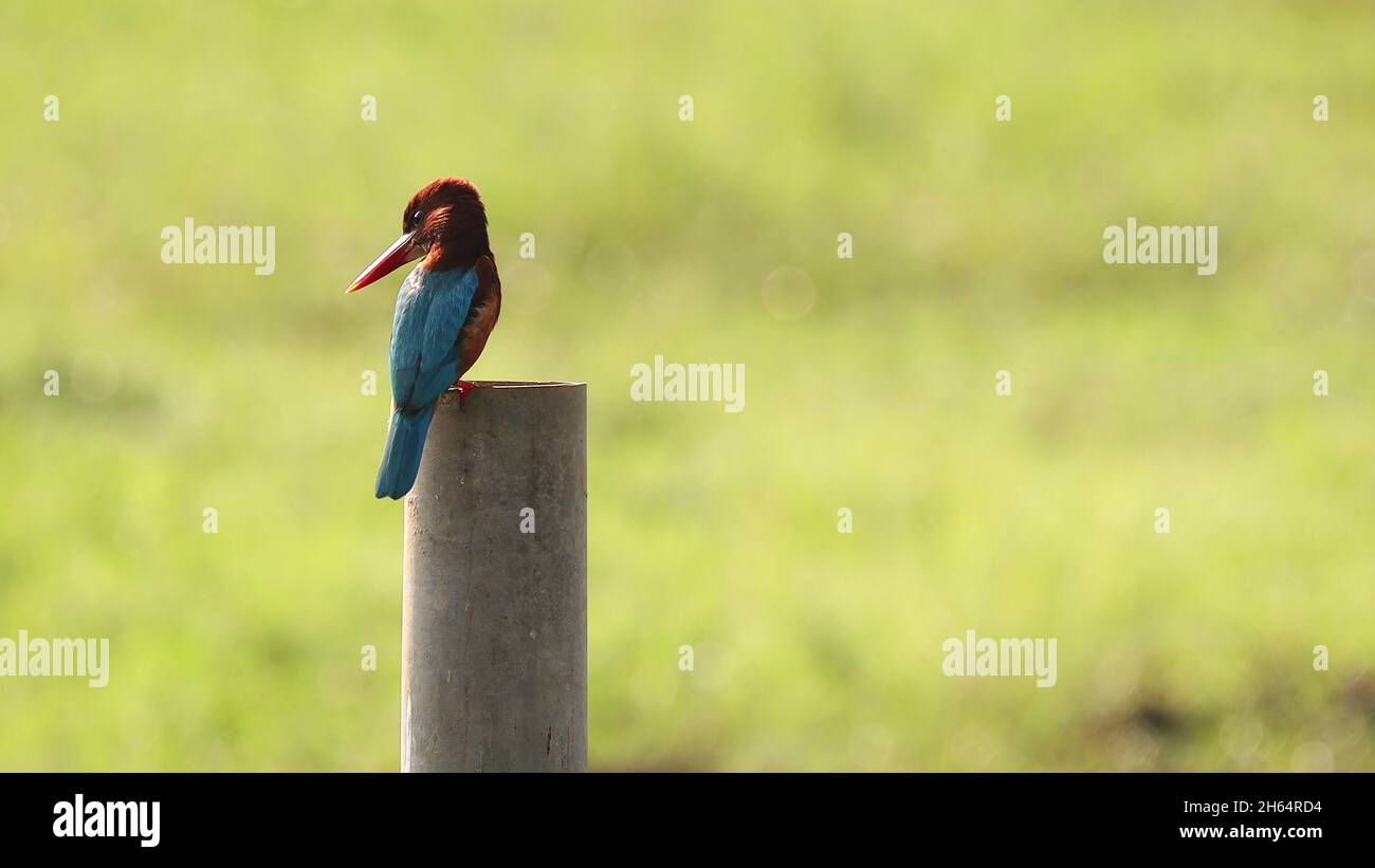 Goa, India. White-throated kingfisher Sitting On Pillar On Blurred ...