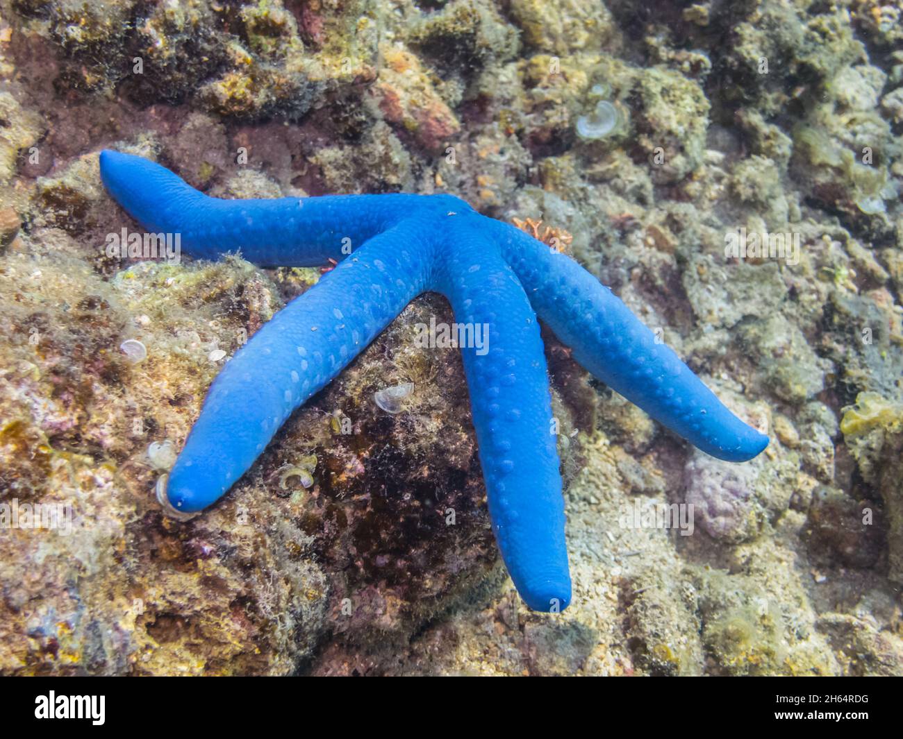 Deep sea starfish hi-res stock photography and images - Alamy