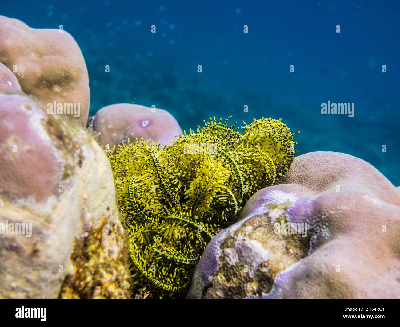 Yellow star fish hi-res stock photography and images - Alamy
