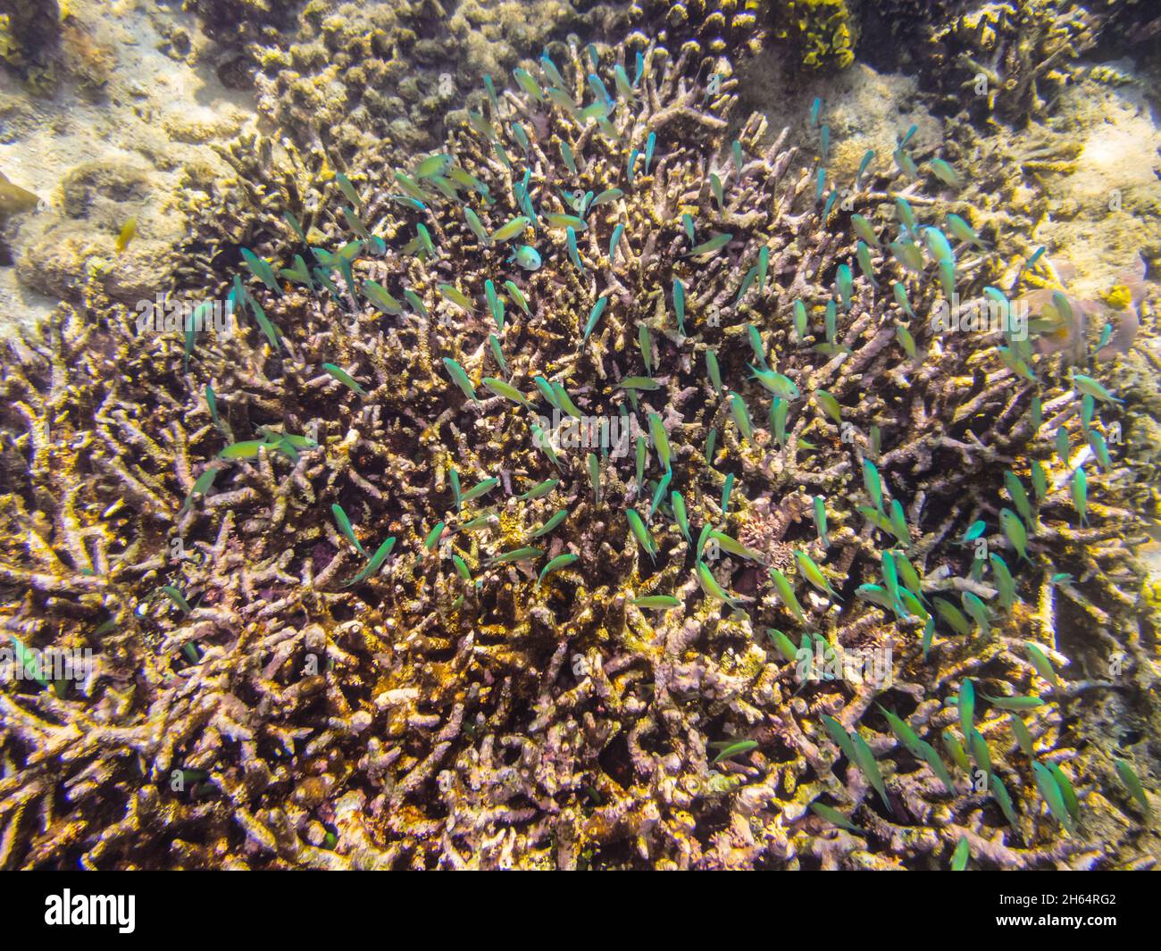 Many tropical fish hi-res stock photography and images - Alamy