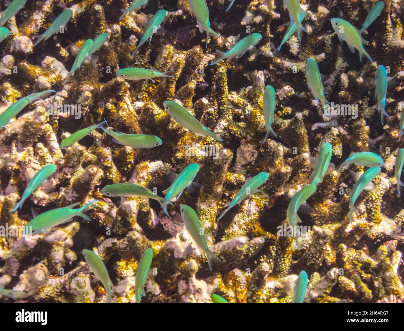 small green fish at coral Stock Photo - Alamy