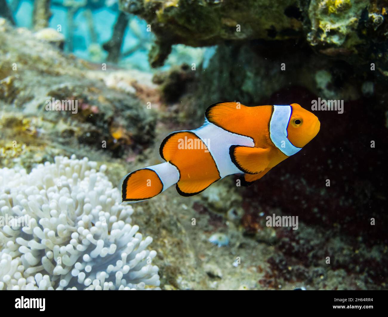 orange anemone fish at coral reef Stock Photo - Alamy