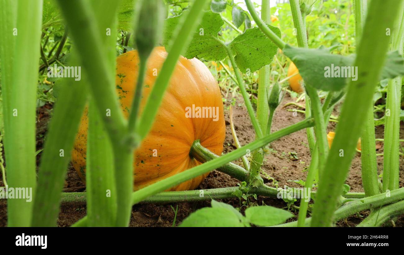 Ripe Zucchini Or Courgette In Summer Vegetable Garden. A marrow is a ...