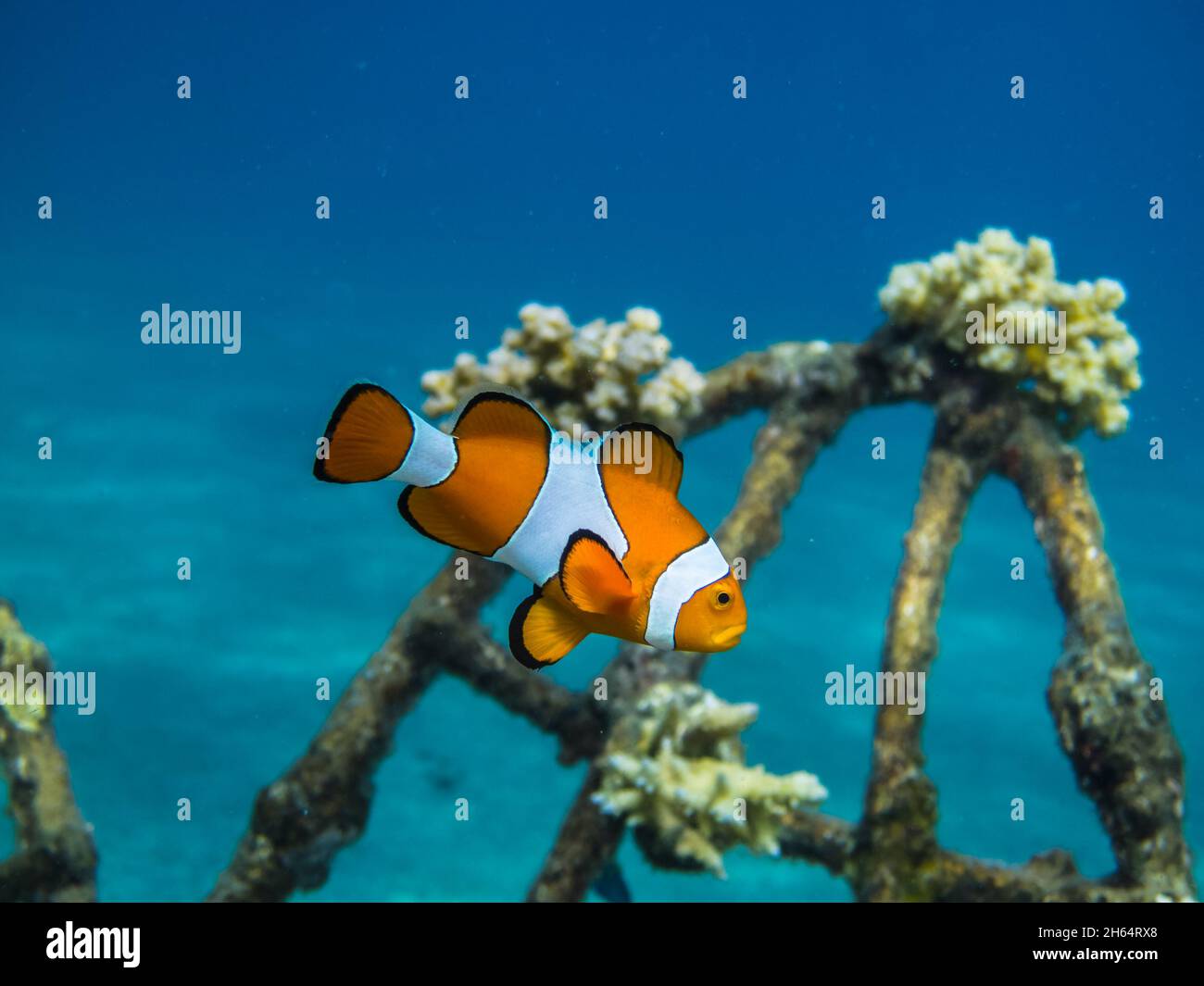 Orange sea fish hi-res stock photography and images - Alamy