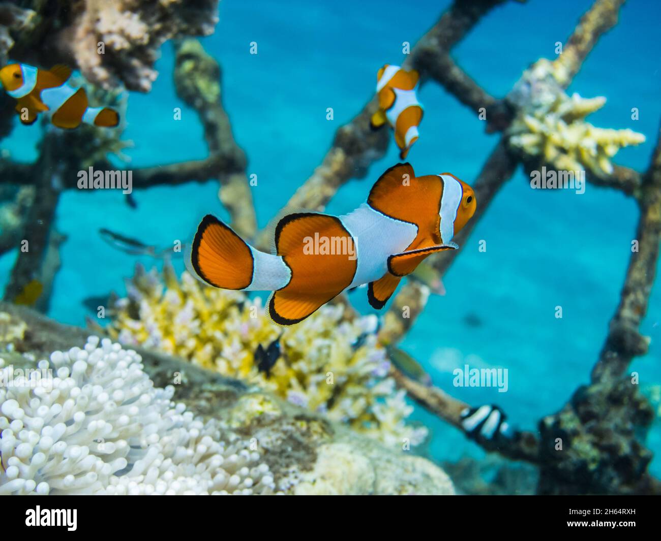 orange anemone fish at lattice construction with coral Stock Photo - Alamy