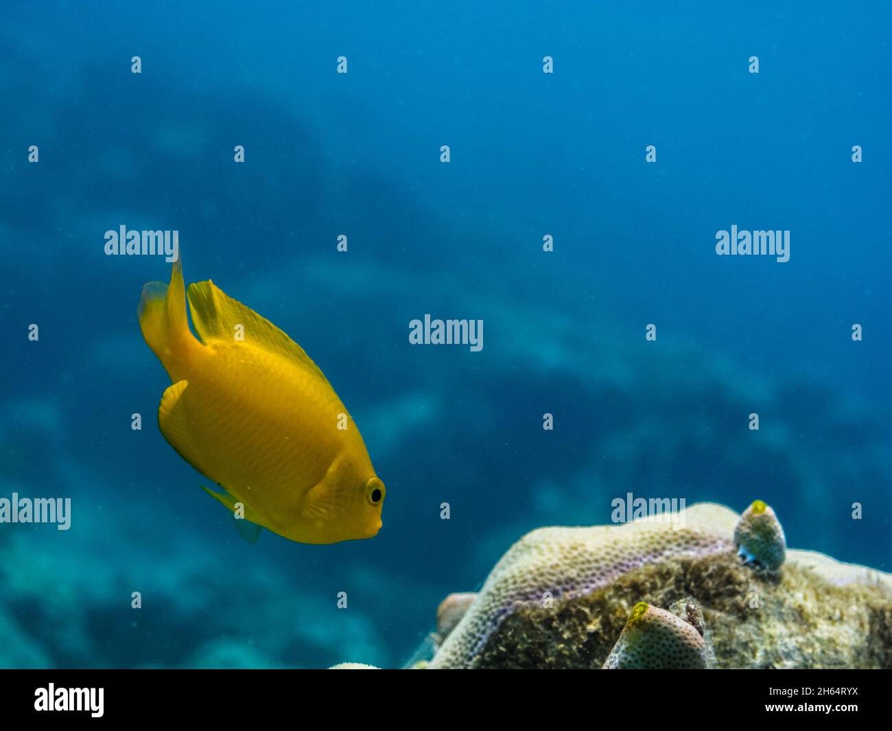 yellow small fish in the blue sea Stock Photo - Alamy