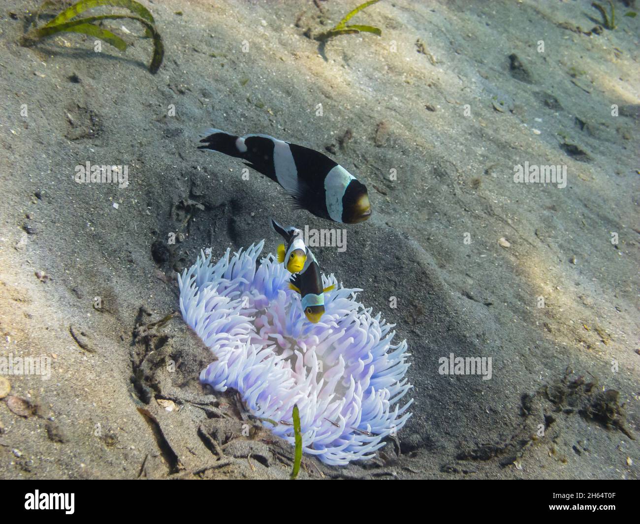 white anemone in the sand with fishes in the sea Stock Photo - Alamy