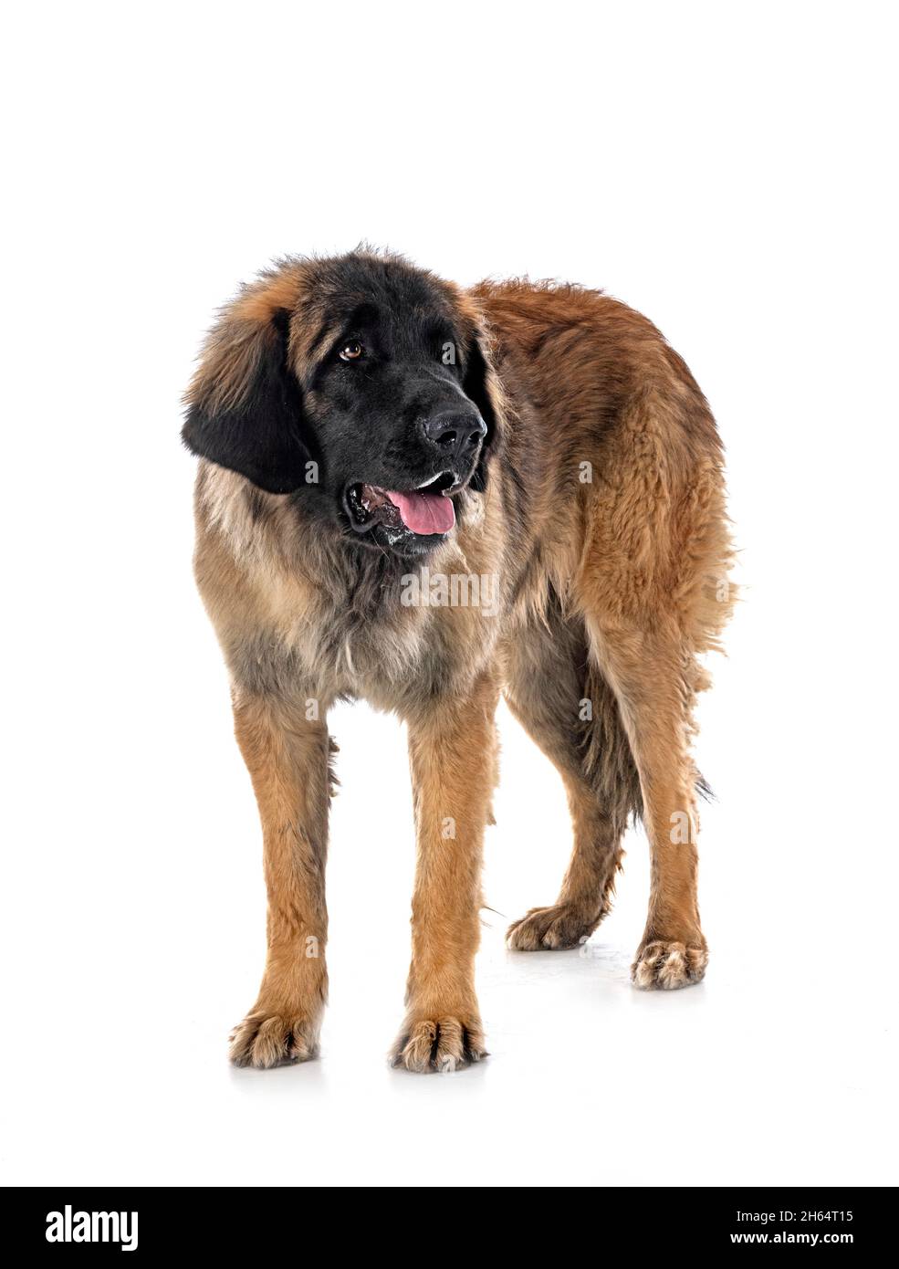 young Leonberger in front of white background Stock Photo - Alamy
