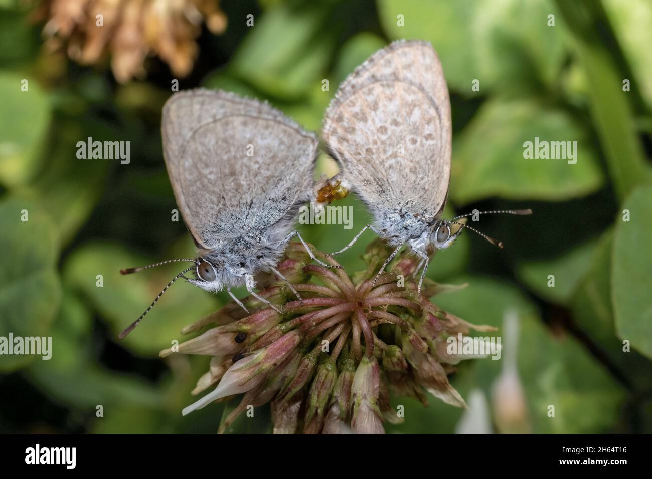 Common Blue Grass Butterflies mating Stock Photo - Alamy