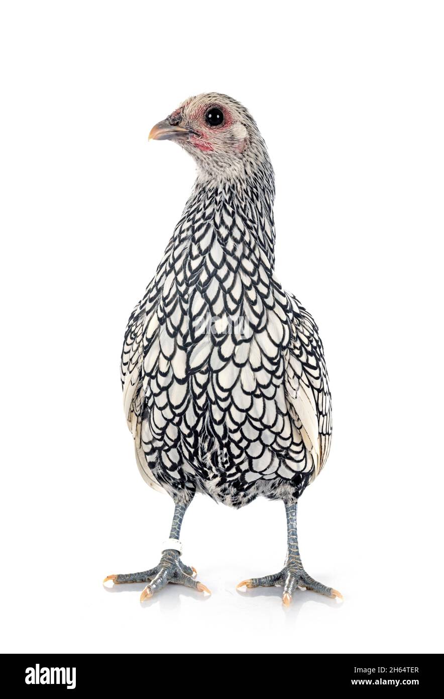Sebright chicken hi-res stock photography and images - Alamy