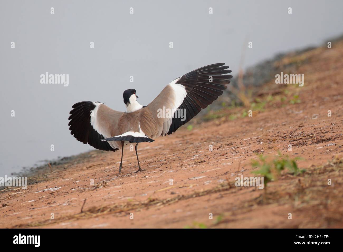 An adult Spur-winged Lapwing (Vanellus spinosus) showing off its ...