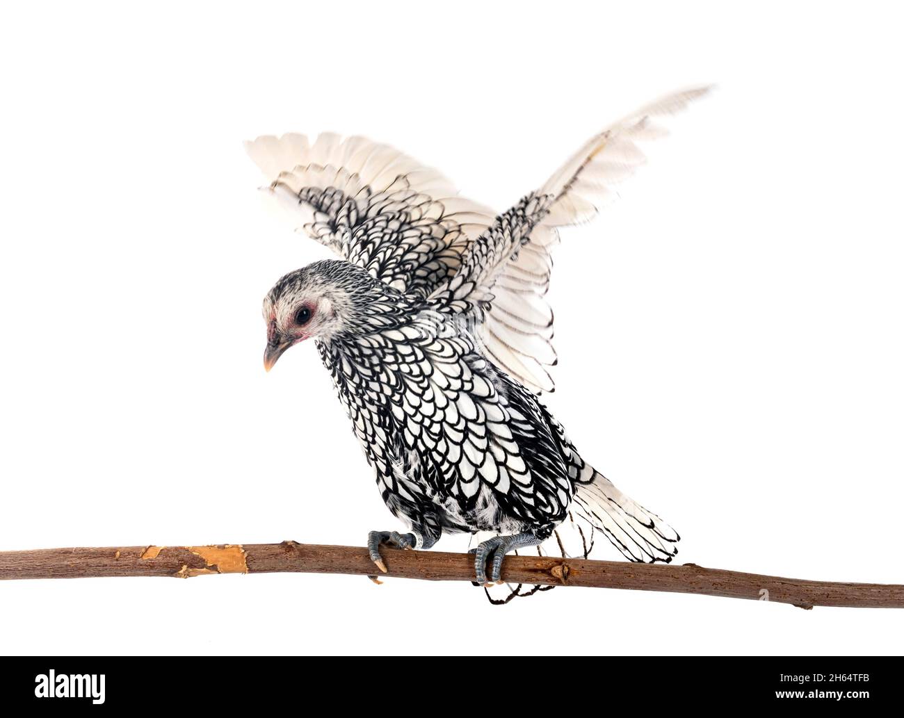 Flying chicken hen hi-res stock photography and images - Alamy
