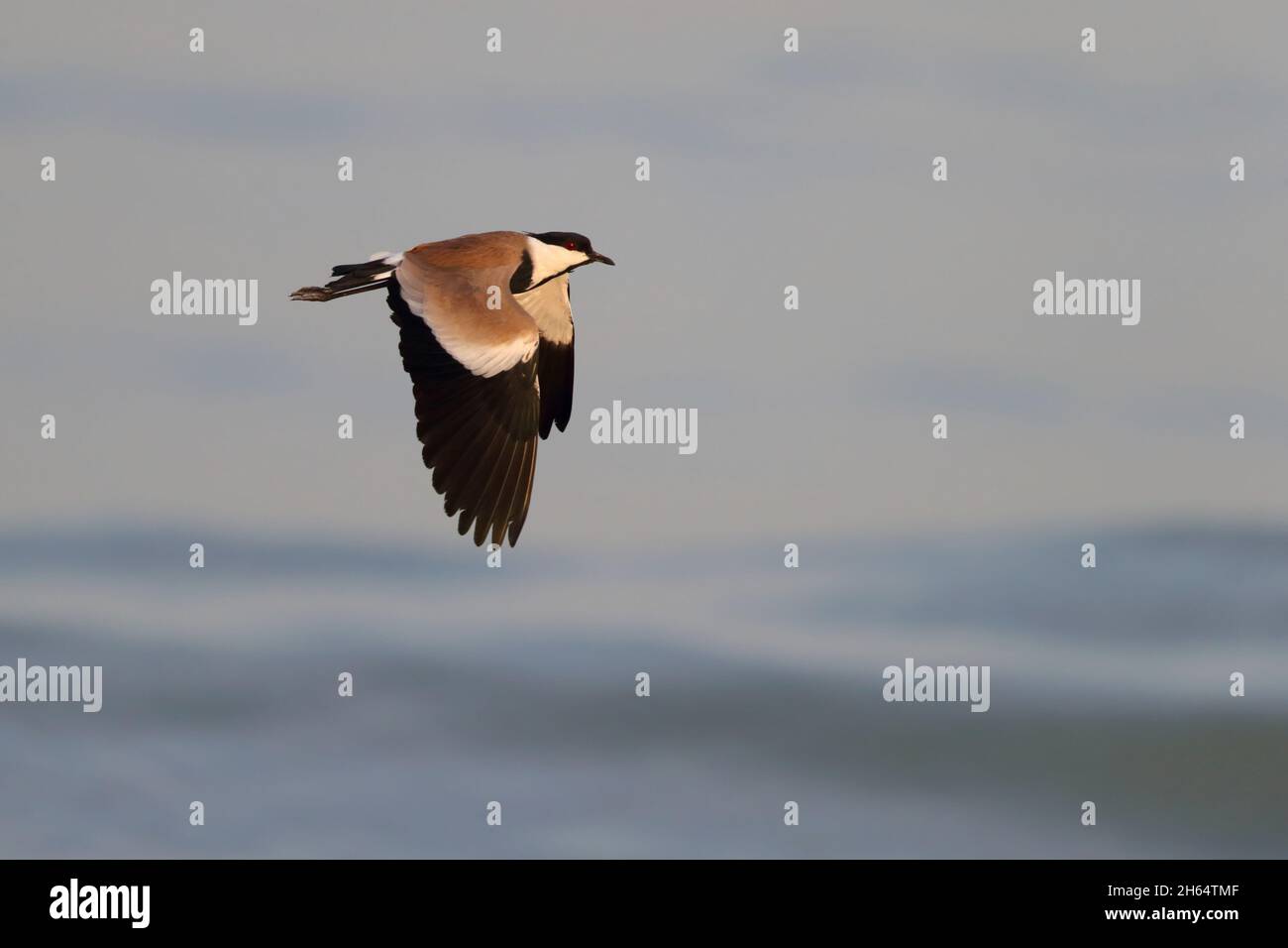 Spur winged lapwing in flight hi-res stock photography and images - Alamy