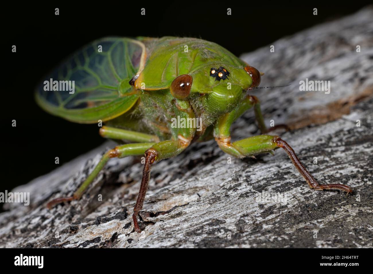 Green grocer cicada hi-res stock photography and images - Alamy