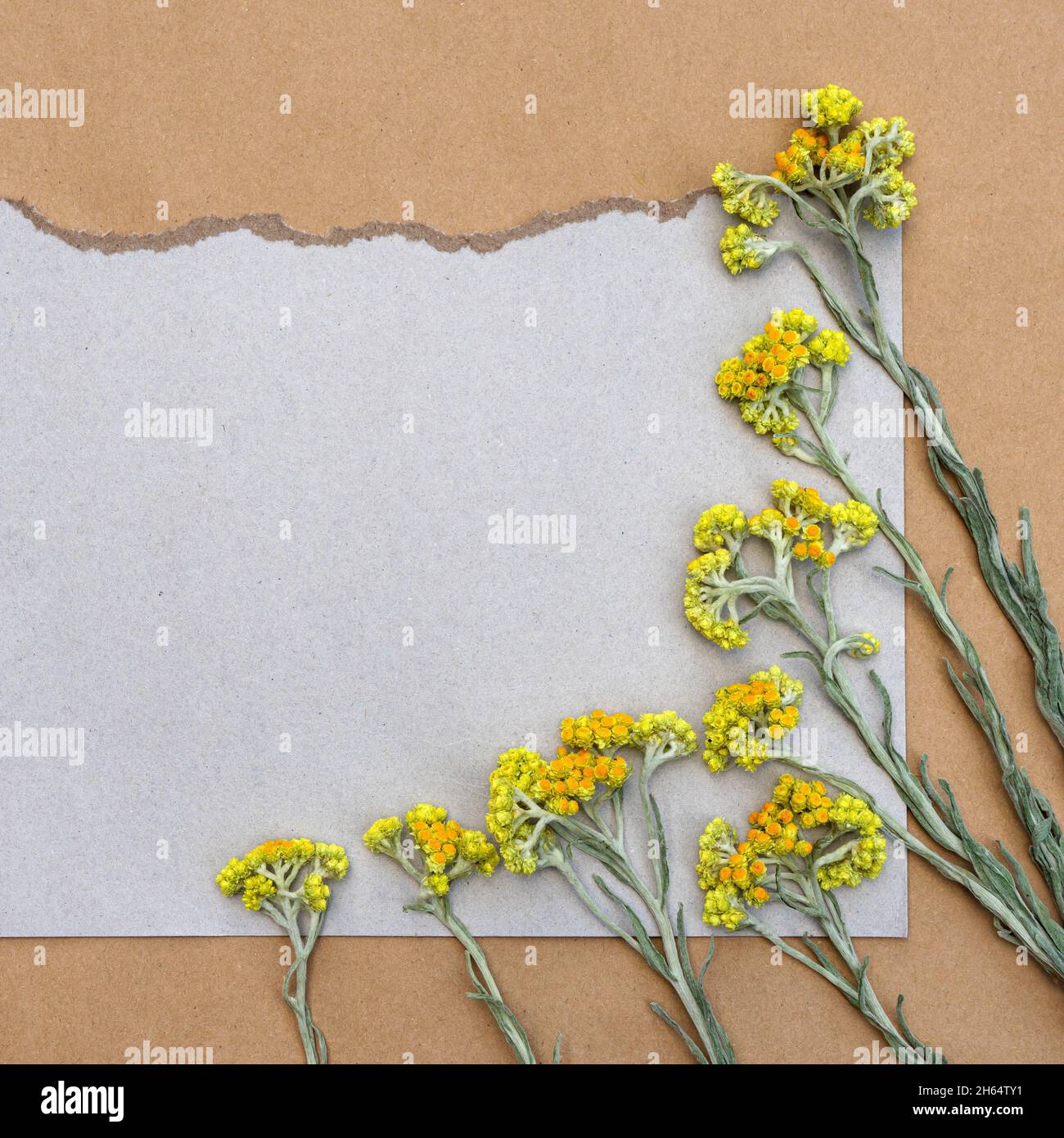 Delicate card with wild dry yellow flowers on gray paper with copy ...
