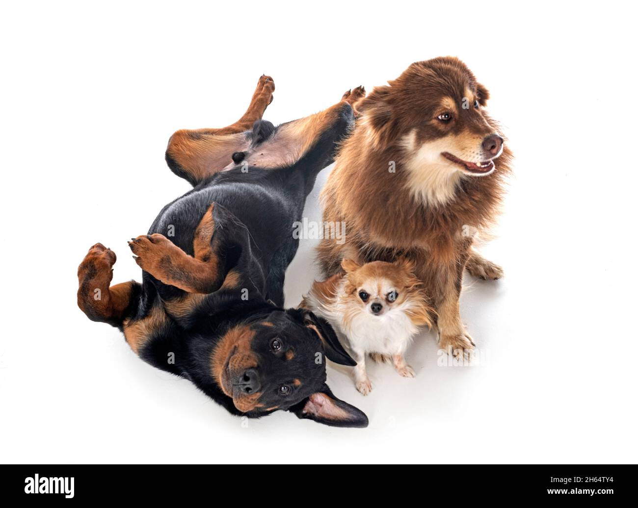 many dogs in front of white background Stock Photo - Alamy