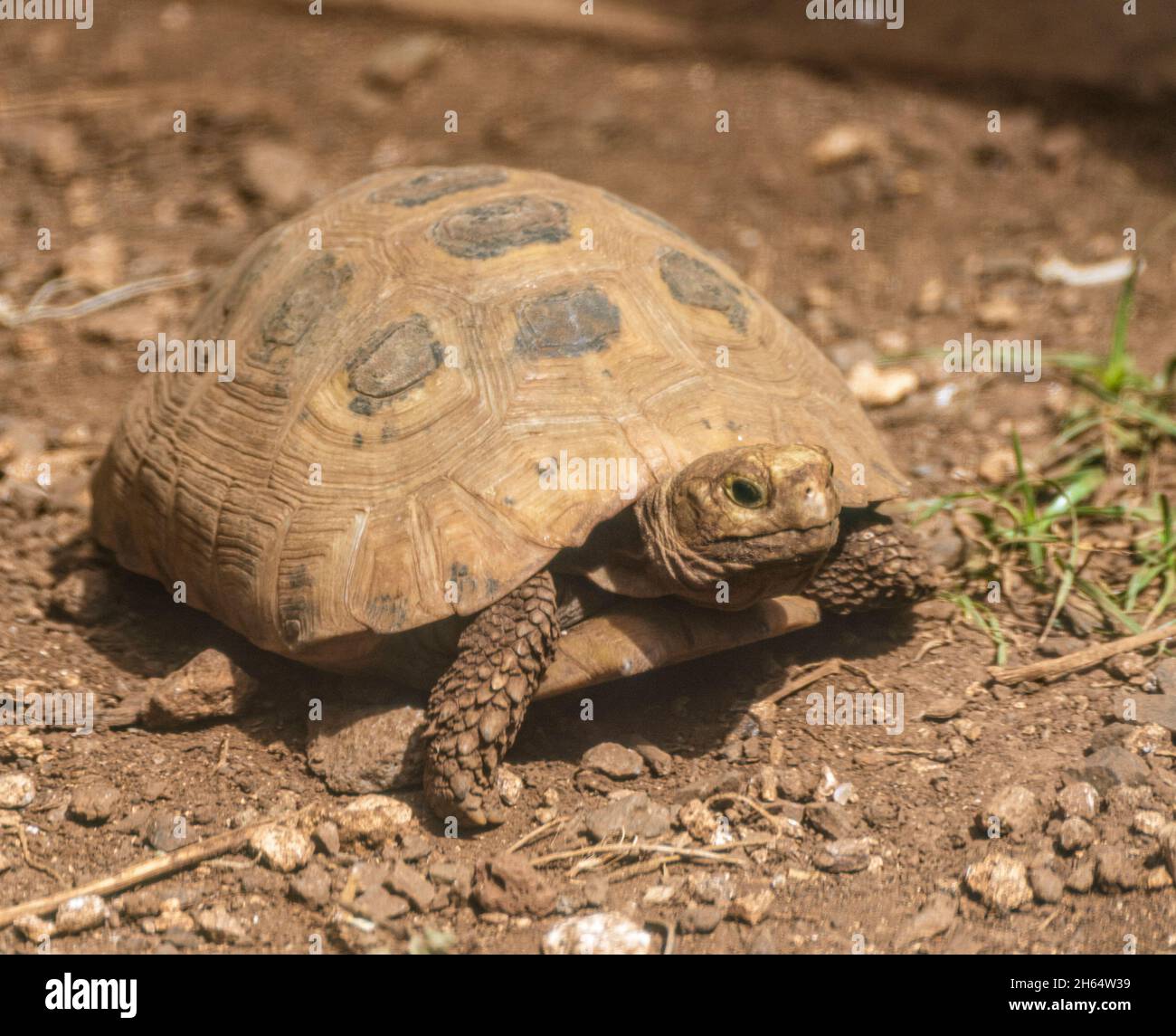 Turtle walks across open field Stock Photo - Alamy