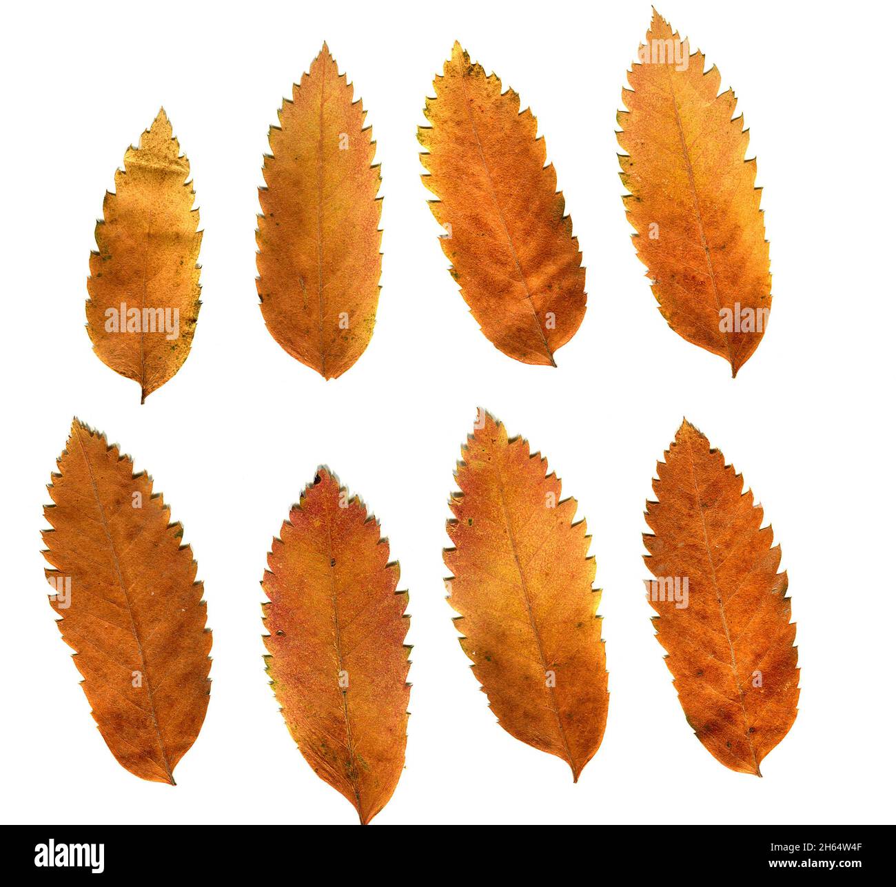Autumnal Leafs Set Isolated on the White Background Stock Photo - Alamy