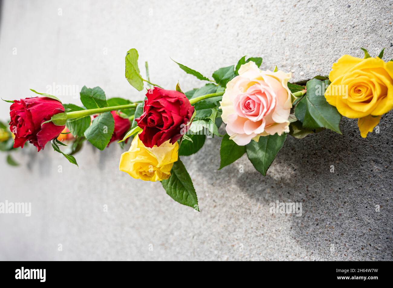 09 November 2021, Berlin: Roses stuck in a piece of the Wall at the ...