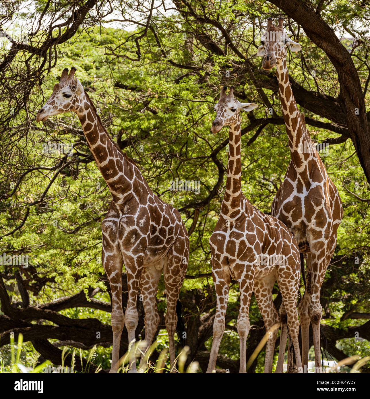 Three giraffes stand in the shade Stock Photo - Alamy