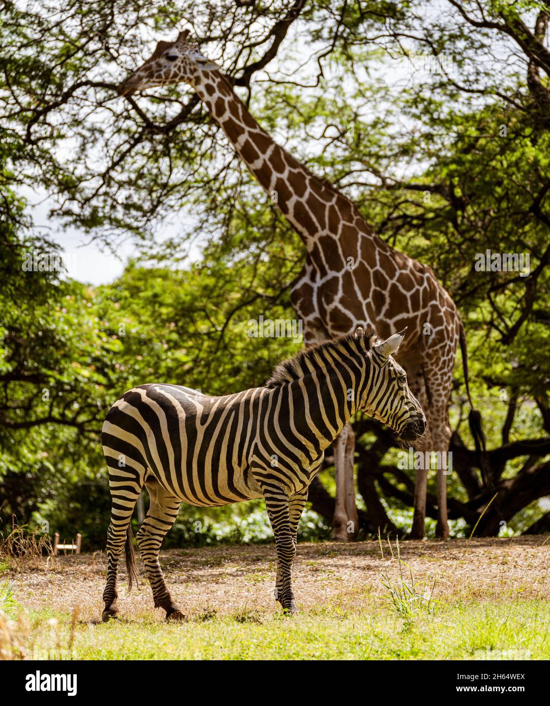 Giraffe and zebra stand near each other in field, looking in opposite ...