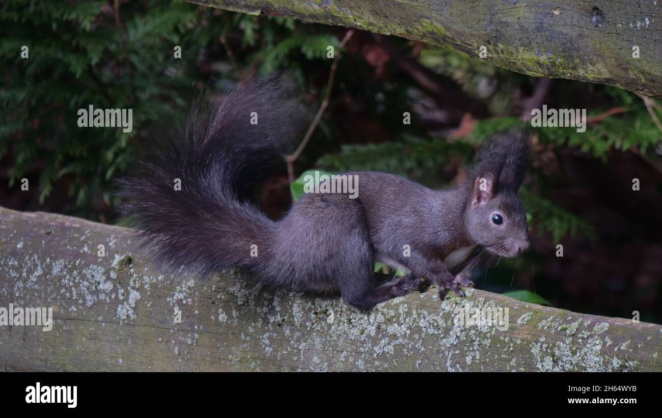Laupheim, Germany: An Eurasian red squirrel Stock Photo - Alamy
